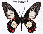 Papua Insects Foundation (Lepidoptera/Papilionidae)